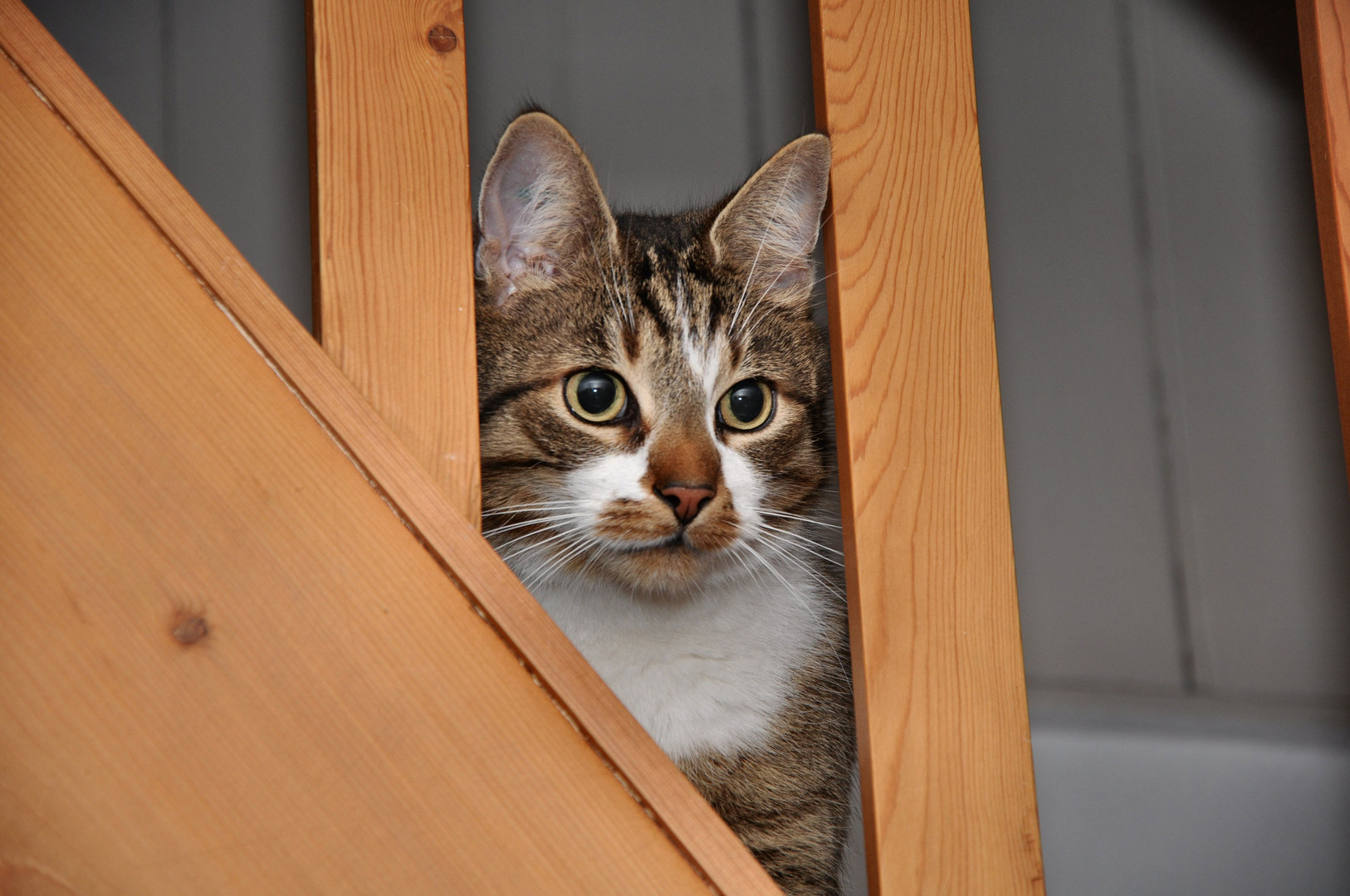 Der Beobachter Foto & Bild | tiere, haustiere, katzen Bilder auf fotocommunity