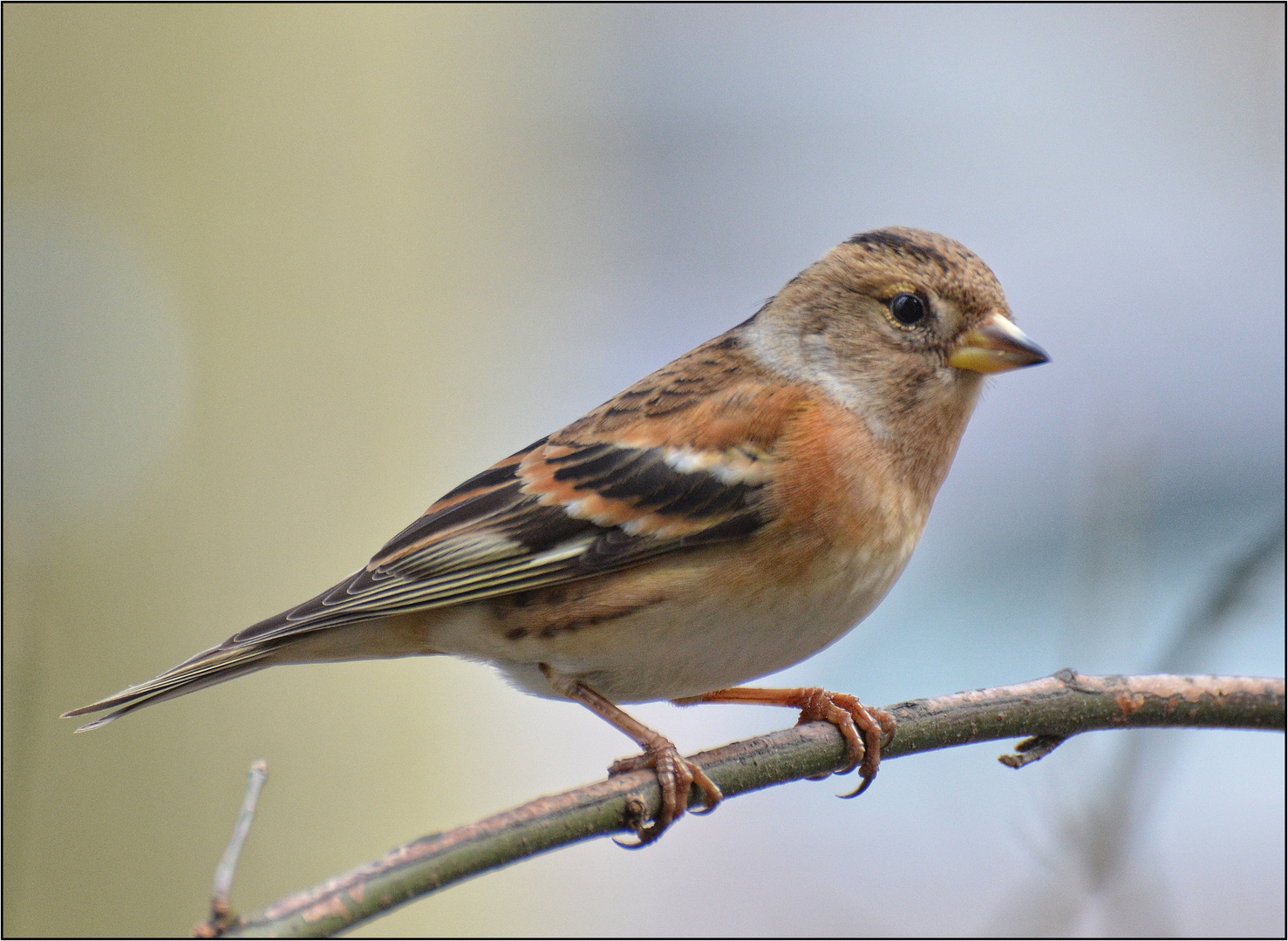 Der Bergfink...... Foto & Bild | natur, tiere, vögel Bilder auf ...