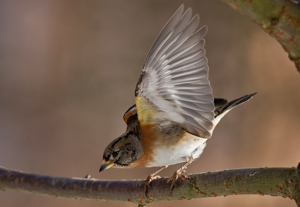 Der Bergfink Foto & Bild | tiere, wildlife, wild lebende vögel Bilder ...