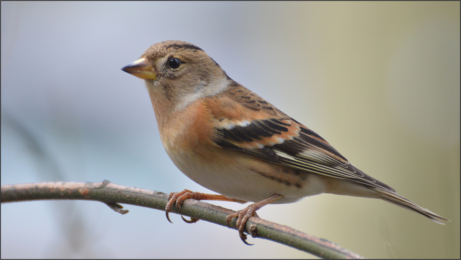 Der Bergfink..... Foto & Bild | tiere, wildlife, wild lebende vögel ...