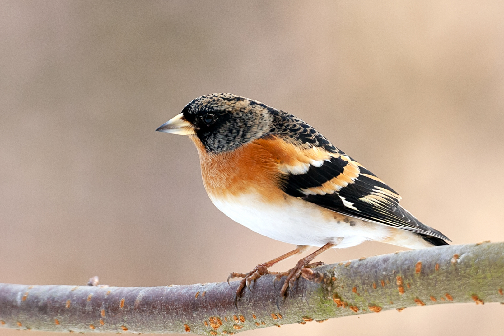 Der Bergfink Foto & Bild | tiere, wildlife, wild lebende vögel Bilder ...