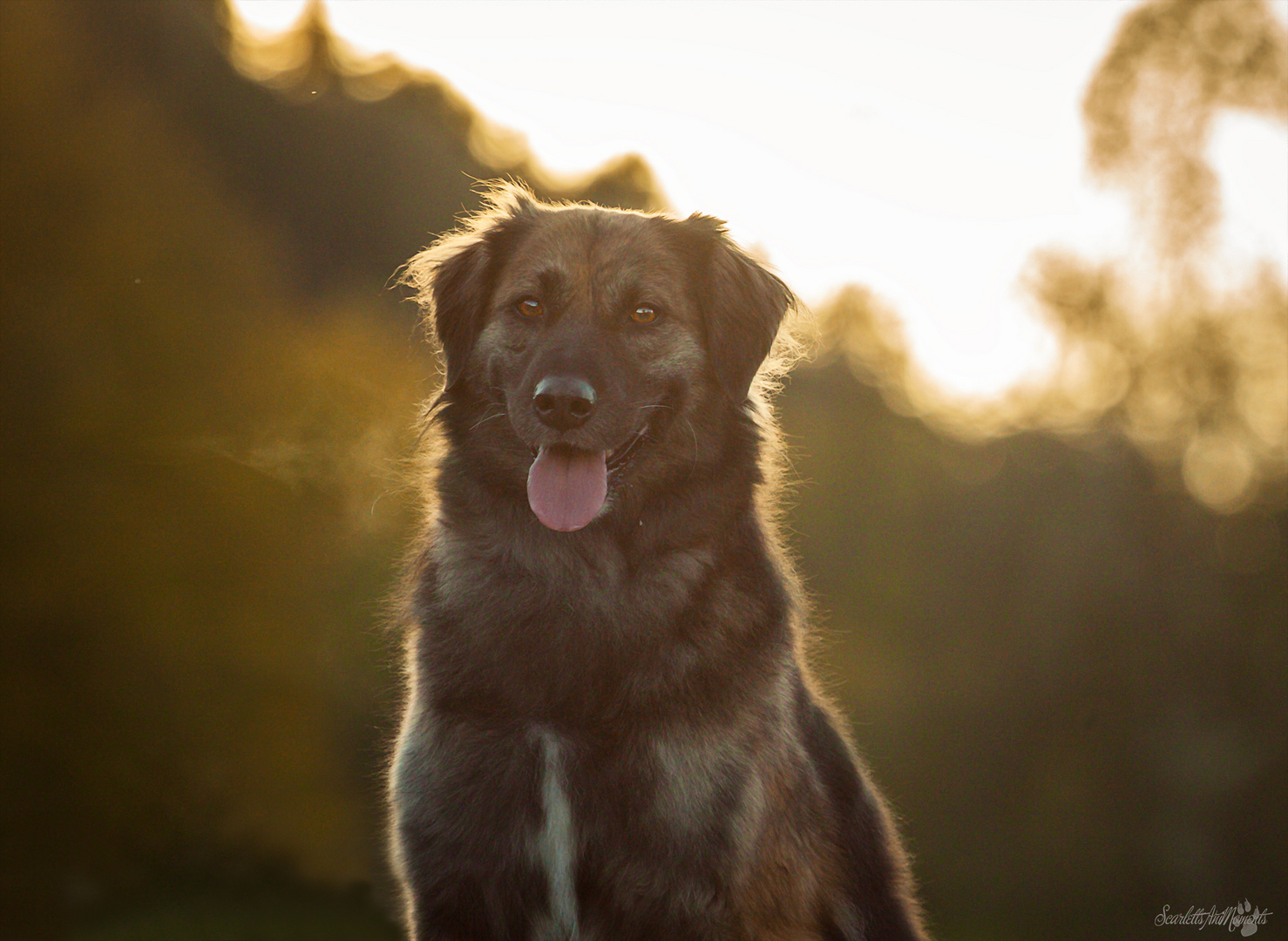 Der Beste Freund des Menschen Foto & Bild | tiere, haustiere, canon ...