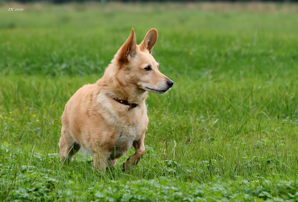 Der beste Kumpel.... Foto & Bild | tiere, haustiere, hunde Bilder auf ...