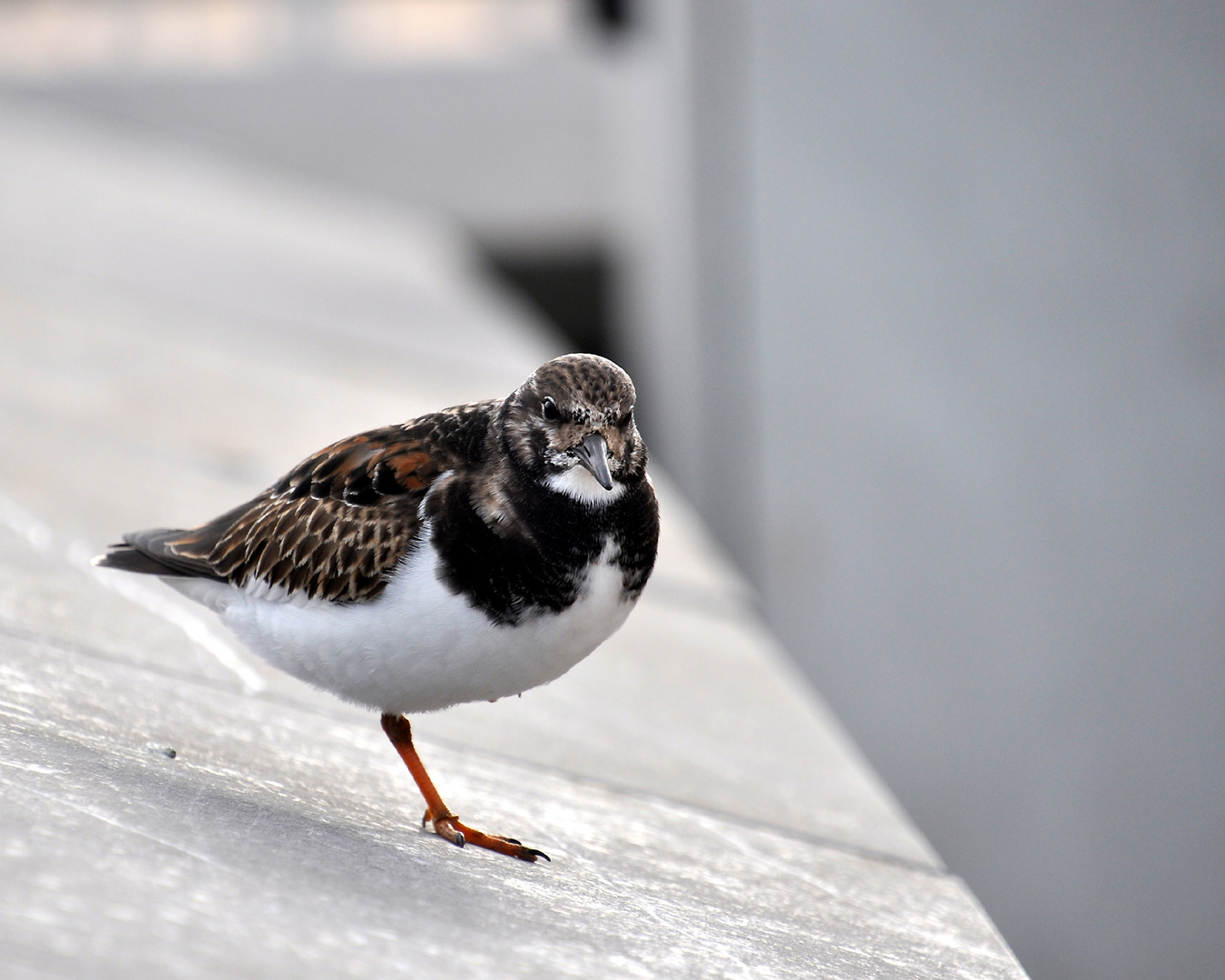 Der Bettler Foto & Bild | natur, tiere, vögel Bilder auf fotocommunity