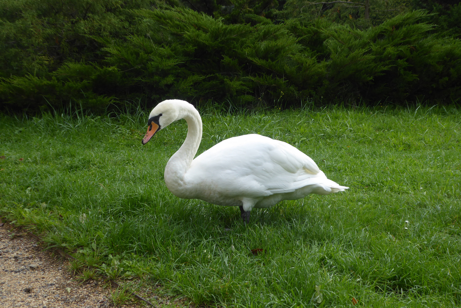 Der Beweis Foto & Bild | tiere, wildlife, wild lebende vögel Bilder auf ...