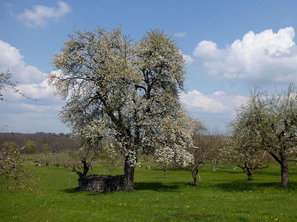 Der Birnbaum Foto & Bild | bäume, wiese, frühling Bilder auf fotocommunity