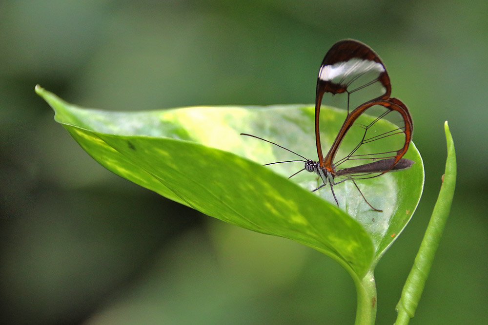 Der Blatt-Besetzer Foto & Bild | tiere, zoo, wildpark & falknerei ...