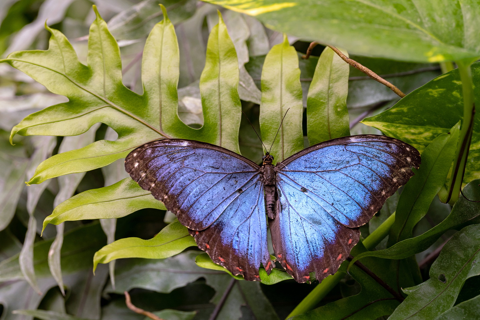 Der blaue Morpho Foto & Bild | spezial, natur, zoo Bilder auf fotocommunity