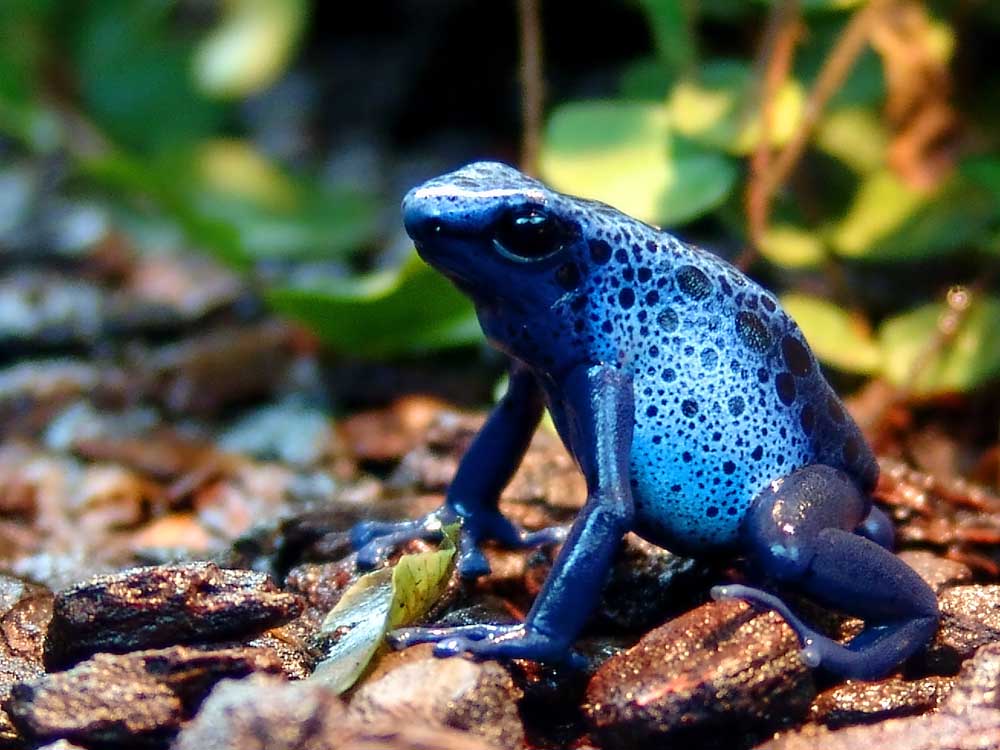 Der blaue Pfeilgiftfrosch (Dendrobates azureus) Foto & Bild | tiere ...