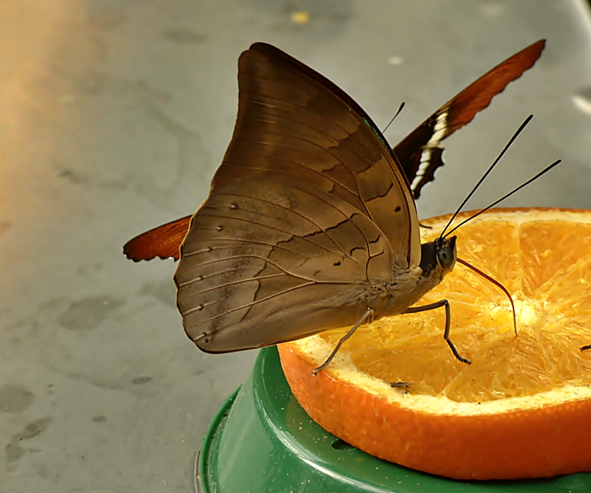 Der Blaue Schuster . . . Foto & Bild | natur, insekten, tiere Bilder ...