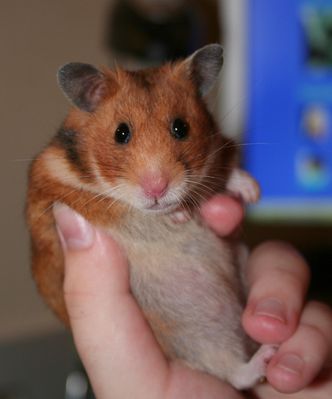 Hamsterbacke - Fotos & Bilder - Fotografin | fotocommunity