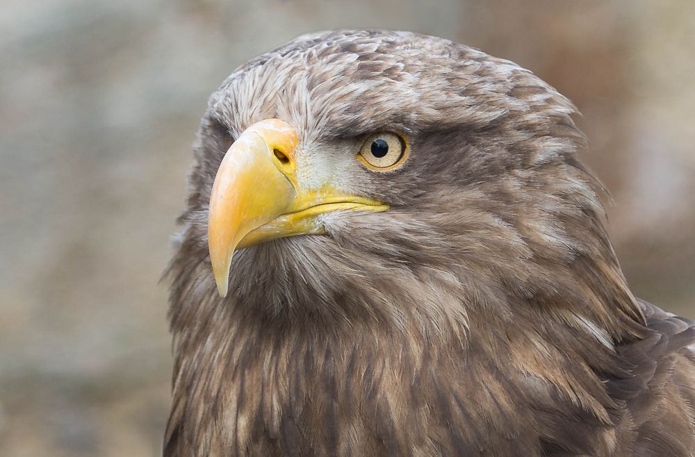 Der Blick des Adlers Foto & Bild | natur, portrait, vogel Bilder auf ...