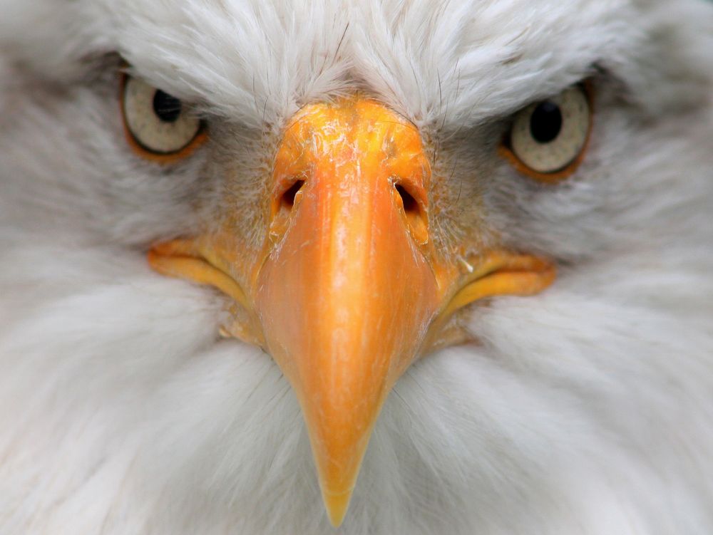 Der Blick des Adlers Foto & Bild | tiere, zoo, wildpark & falknerei ...