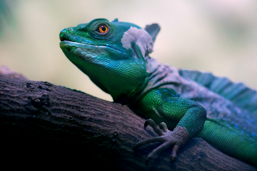 Der Blick des Basilisken Foto & Bild | tiere, zoo, wildpark & falknerei ...