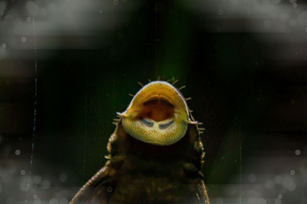 Der Blick ins Maul.... Foto & Bild | sport, tiere, wildlife Bilder auf ...