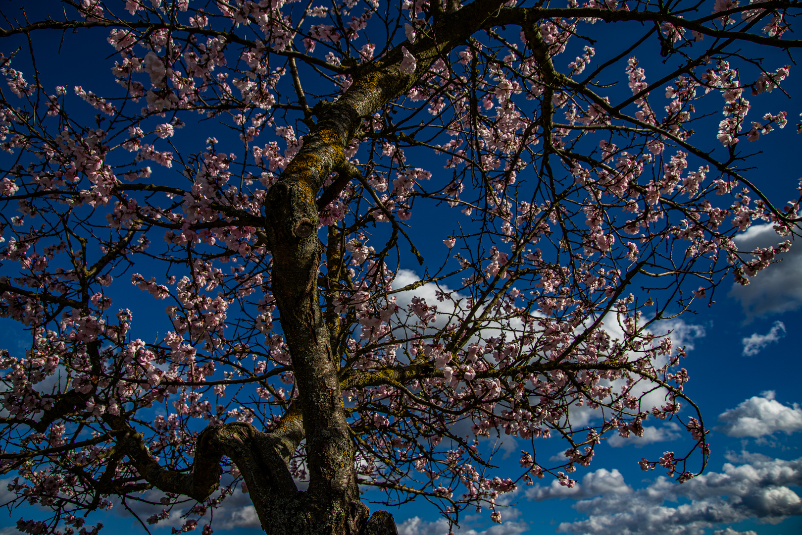 Der blühende Mandelbaum Foto & Bild | pflanzen, pilze & flechten, bäume ...
