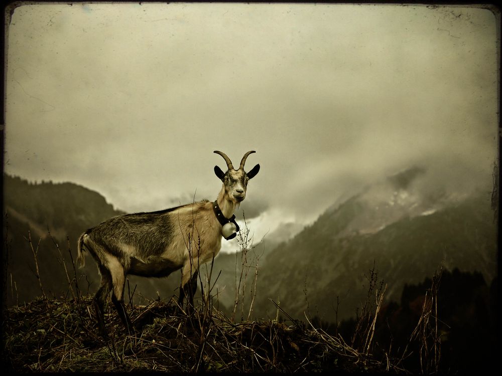 Der Bock Foto & Bild | natur-kreativ, aufnahmetechniken, tier fine art ...