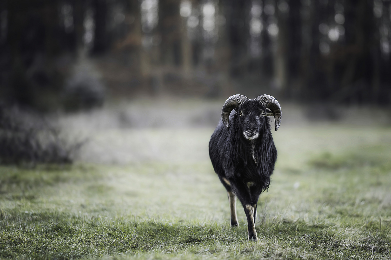 der Bock ... Foto & Bild | licht, schaf, natur Bilder auf fotocommunity