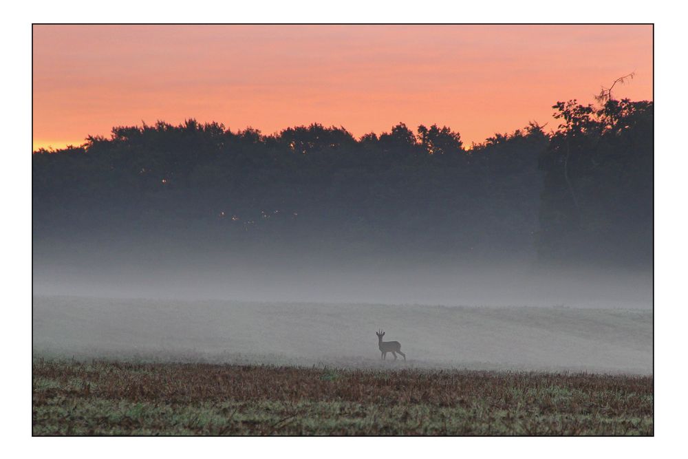 Der Bock Foto & Bild | tiere, wildlife, säugetiere Bilder auf fotocommunity