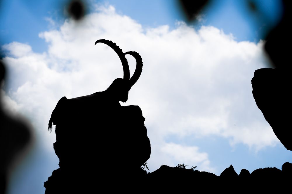 Der Bock Foto & Bild | tiere, zoo, wildpark & falknerei, säugetiere ...