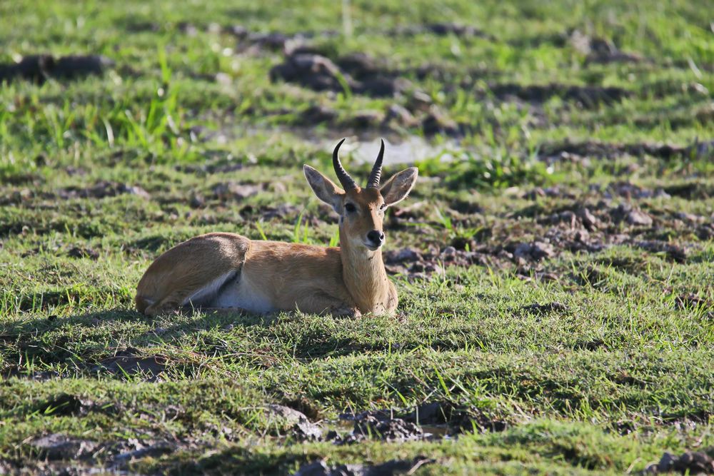 Der Bock Foto & Bild | natur, afrika, wildlife Bilder auf fotocommunity