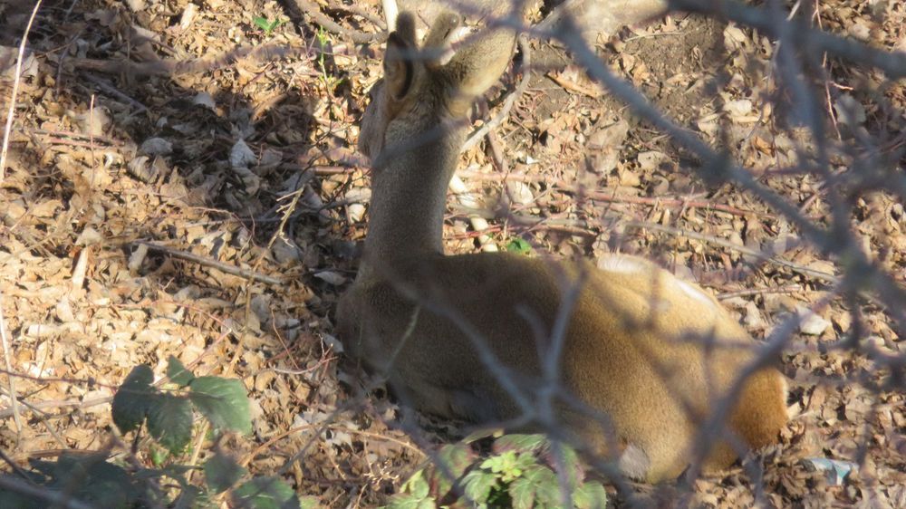 Der Bock im Industriebegiet Foto & Bild | natur, landschaft, rückkehr ...