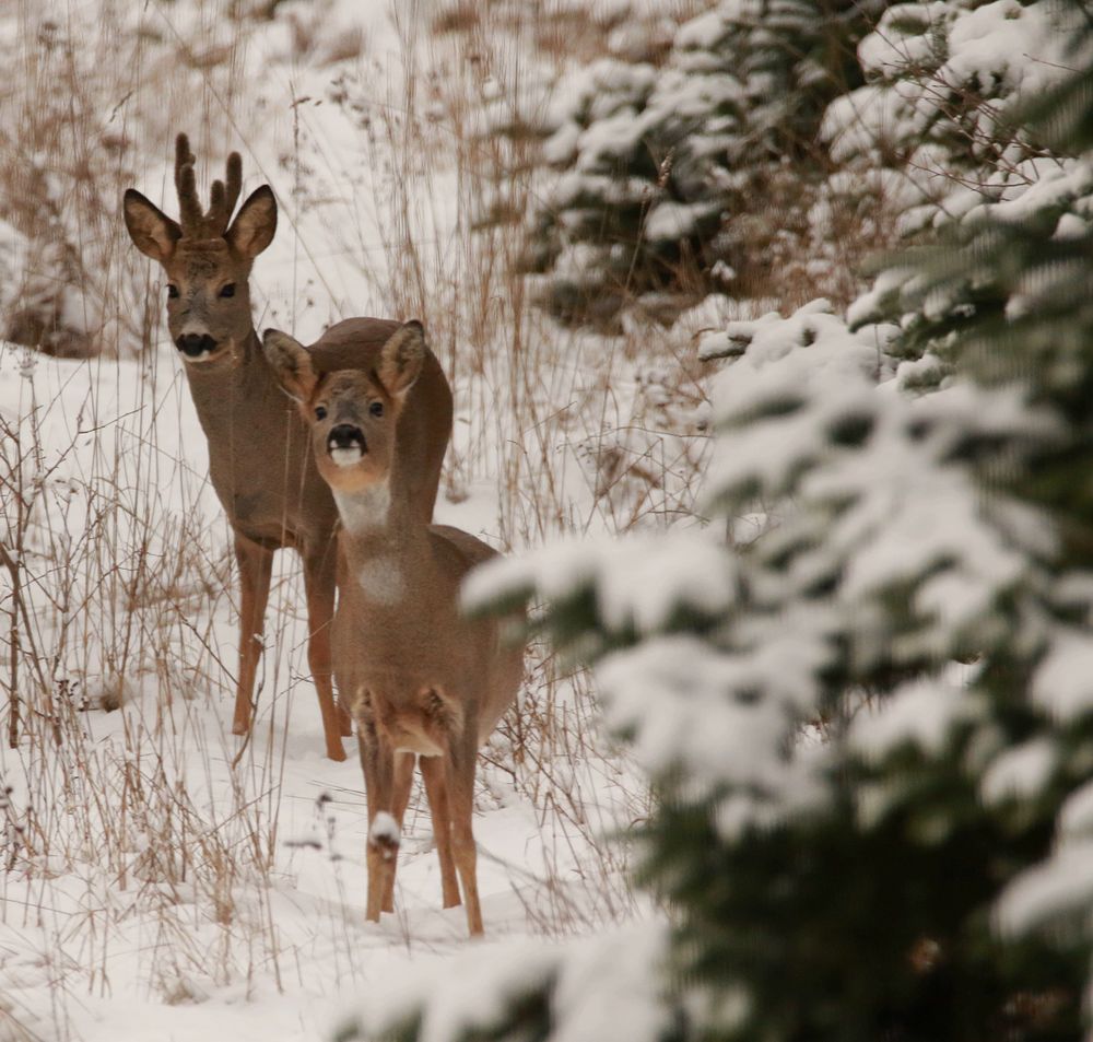 Der Bock und seine Böckin Foto & Bild | tiere, wildlife, säugetiere ...