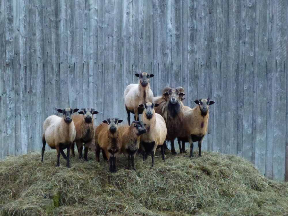 Der Bock und seine Mädels Foto & Bild | tiere, motive Bilder auf ...