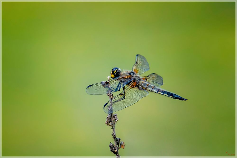 Der Böse Blick Foto & Bild | sommer, natur, essen Bilder auf fotocommunity