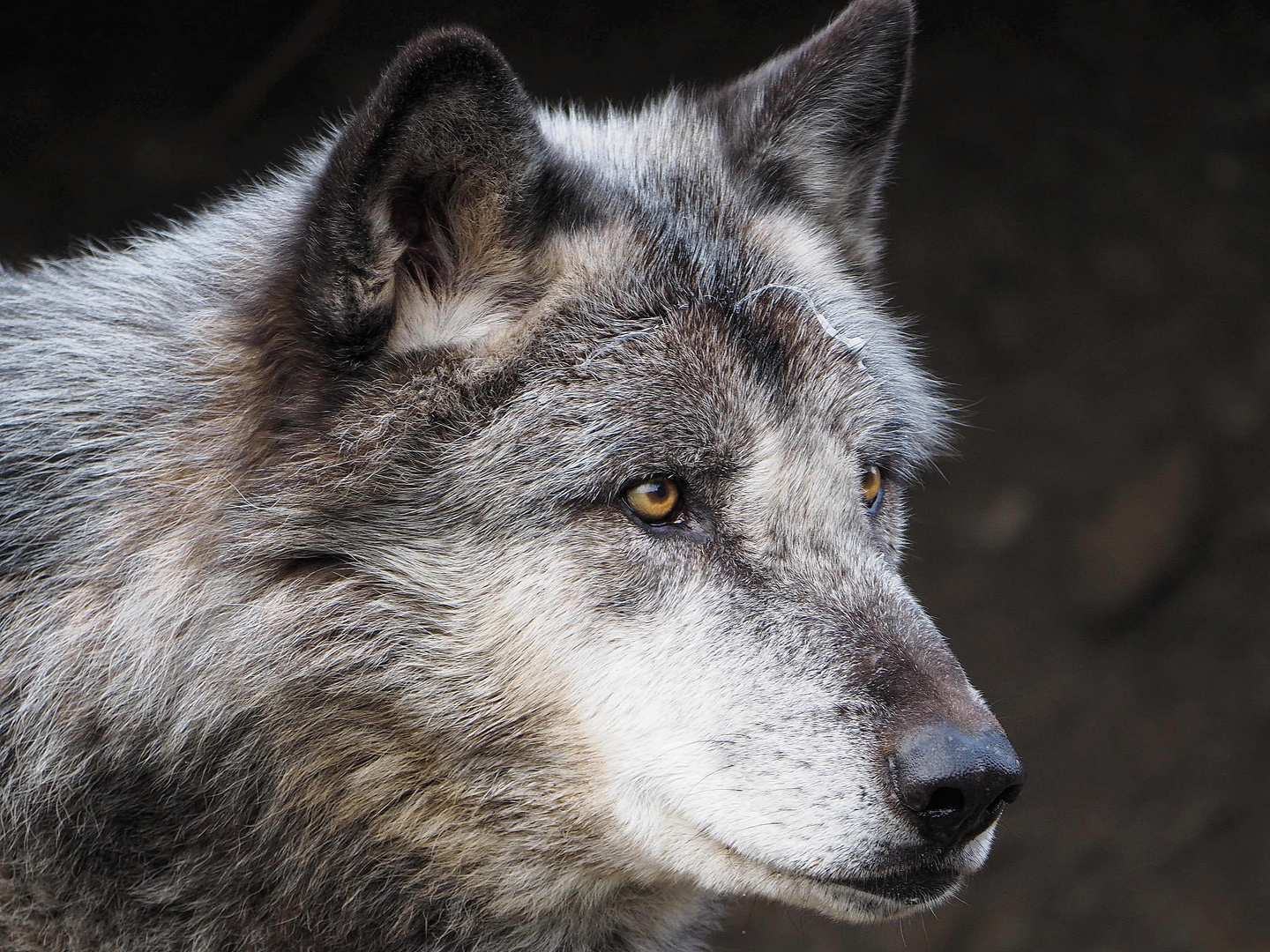 Der "böse" Wolf Foto & Bild | fotos, natur, zoo Bilder auf fotocommunity