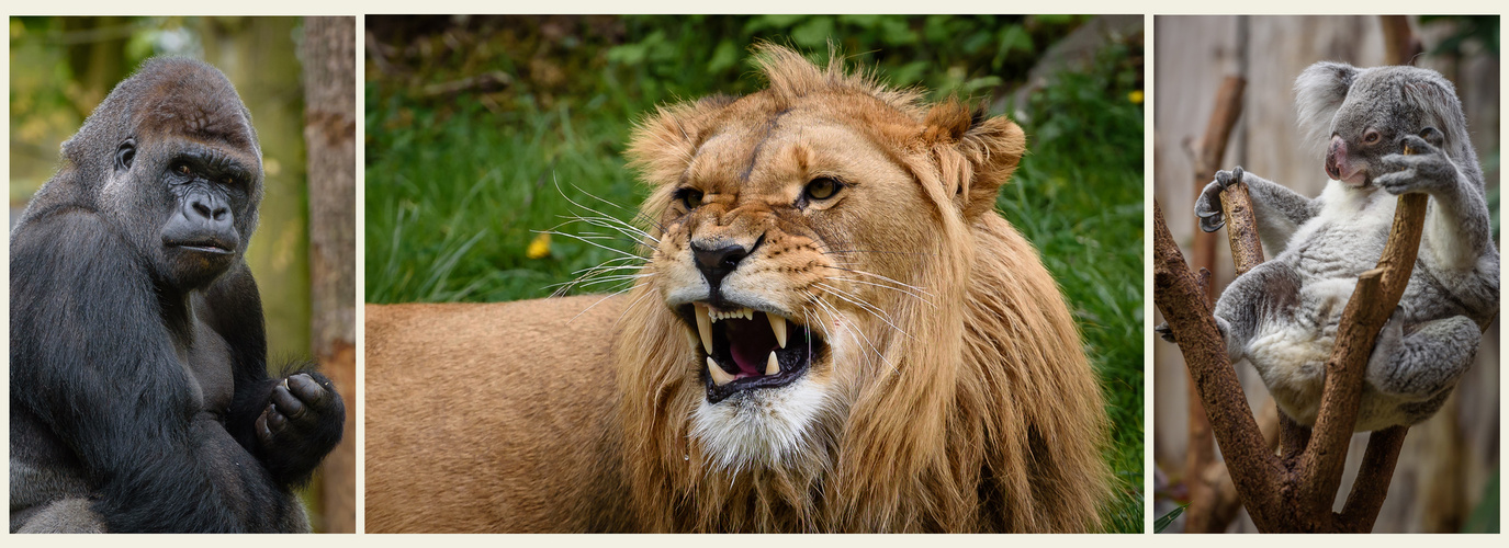 Der Boss - Der King - Der Macho Foto & Bild | natur, zoo, tiere Bilder ...