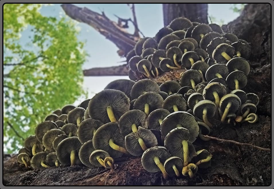 der breiten Masse unter die Kappe geschaut Foto & Bild | pflanzen ...