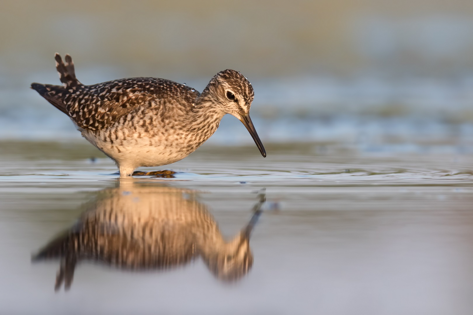 Der Bruchi ... Foto & Bild | tiere, wildlife, wild lebende vögel Bilder ...