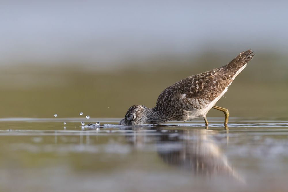 Der Bruchi ... Foto & Bild | natur, wildlife, wild Bilder auf fotocommunity