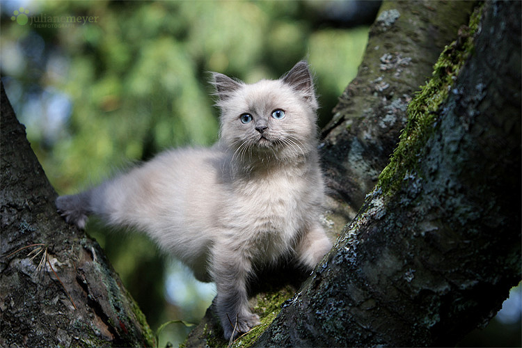 Der Bub Foto & Bild | tiere, haustiere, katzen Bilder auf fotocommunity