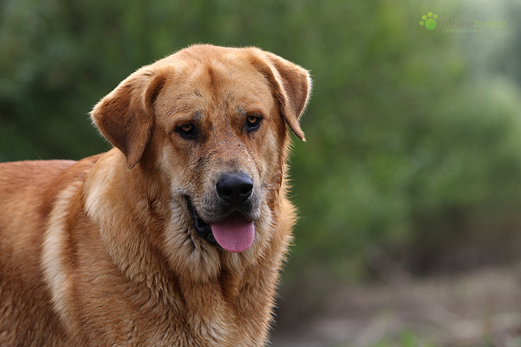 Der Bub Foto & Bild | tiere, haustiere, hunde Bilder auf fotocommunity