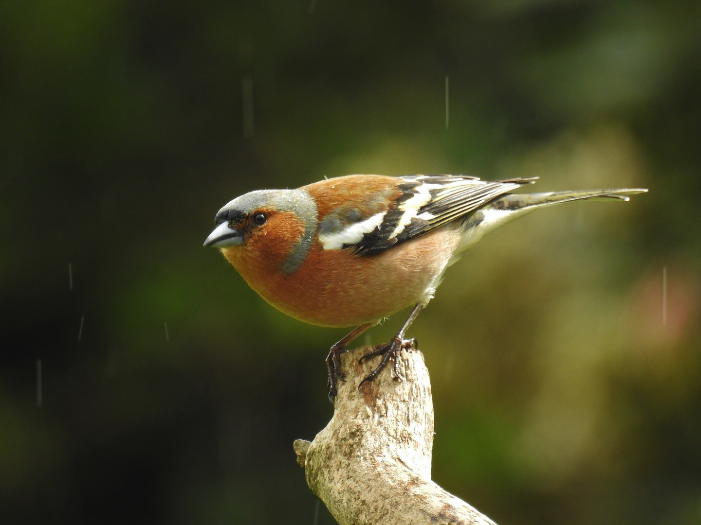 Der Buchfink..... Foto & Bild | tiere, wildlife, wild lebende vögel ...