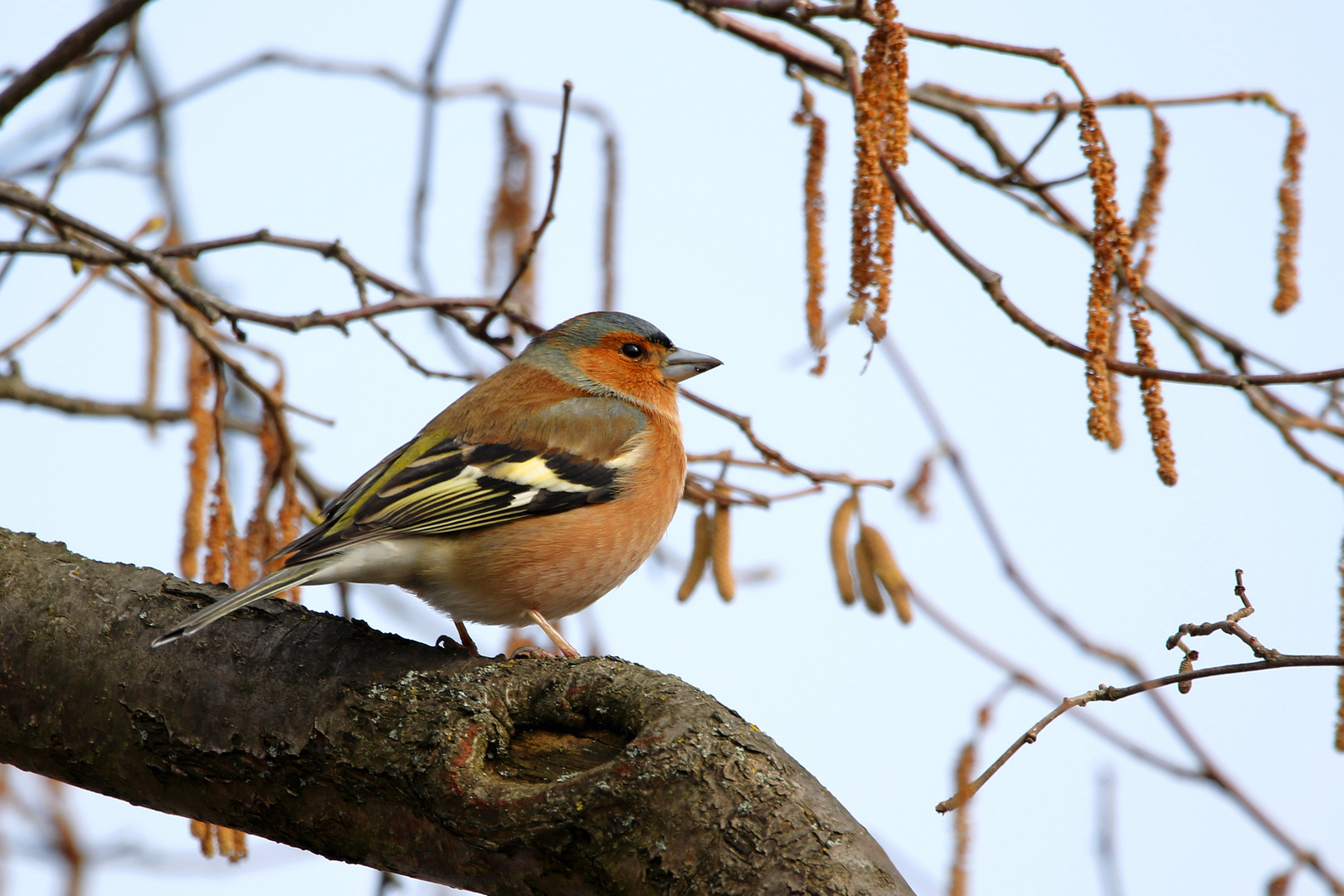 der Buchfink Foto & Bild | tiere, wildlife, wild lebende vögel Bilder ...