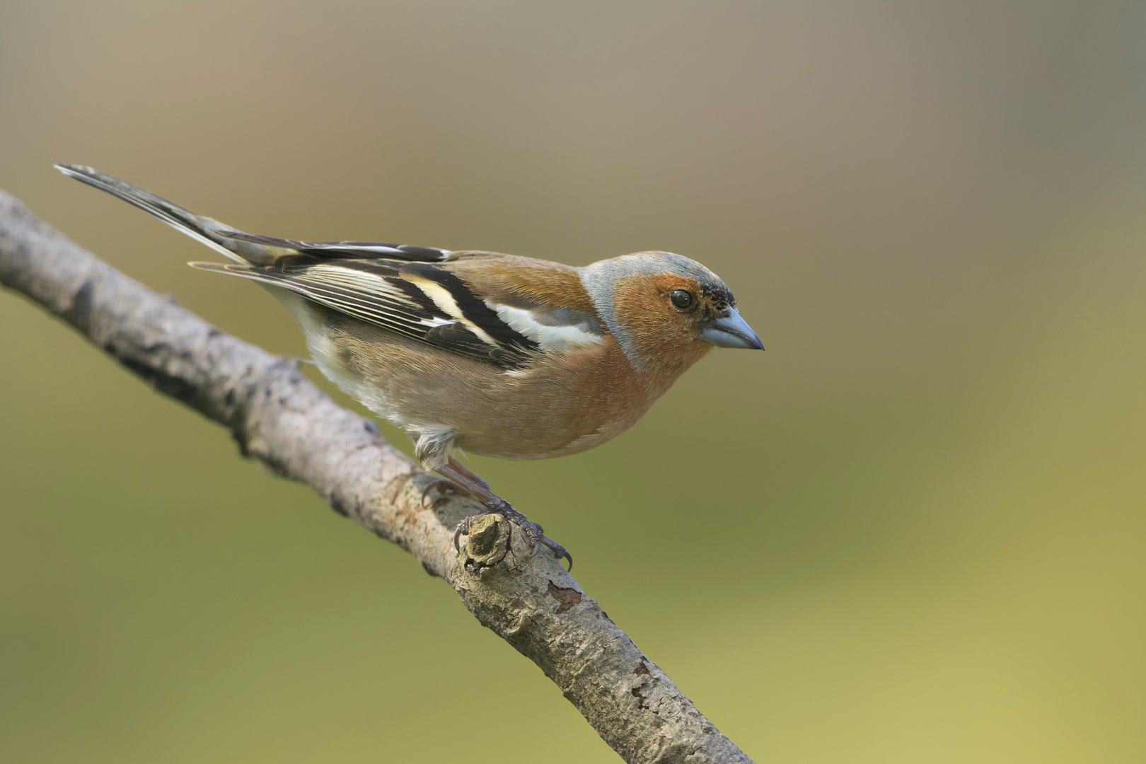 Der Buchfink Foto & Bild | tiere, wildlife, wild lebende vögel Bilder ...