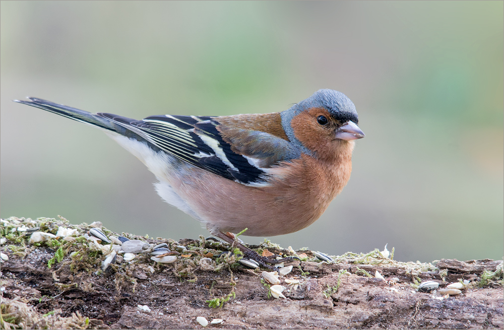 Der Buchfink ... | fotocommunity Portfolio von Gila W.