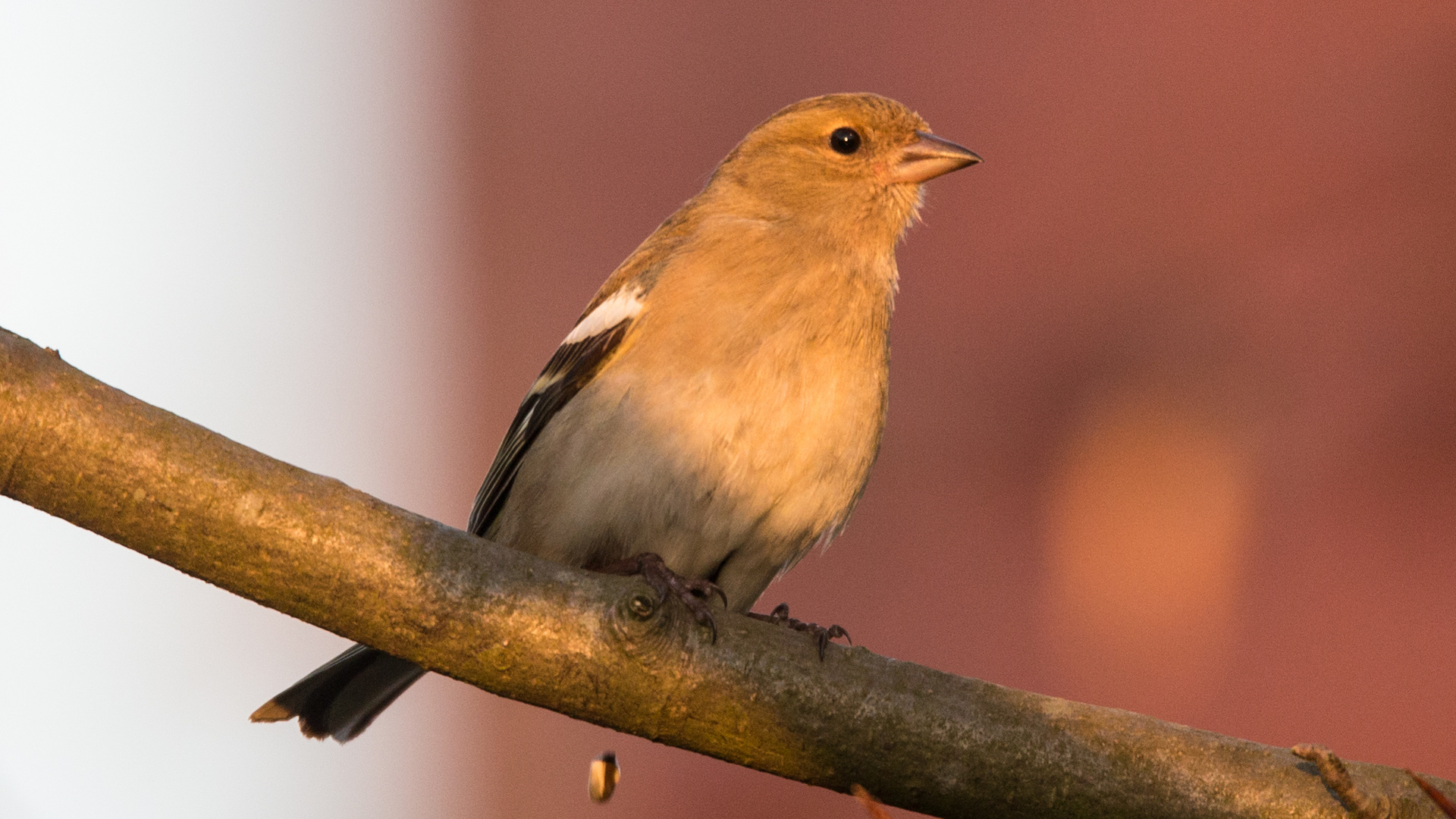 Der Buchfink... Foto & Bild | tiere, wildlife, wild lebende vögel ...
