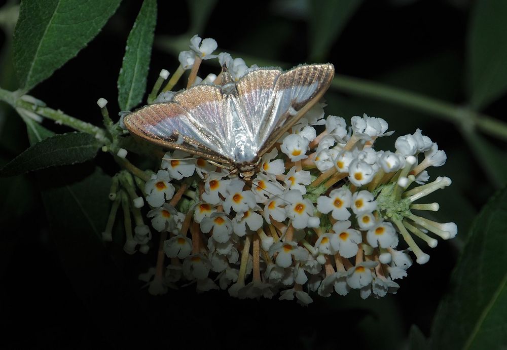 Der Buchsbaumzünsler... Foto & Bild | makro, natur, insekt Bilder auf ...