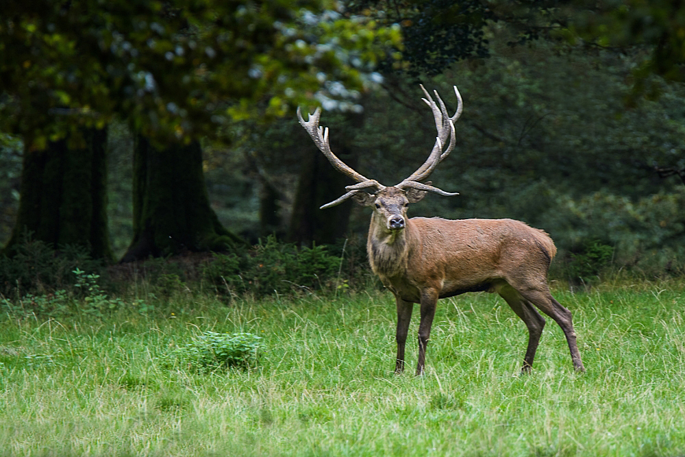 Der Büffel ... Foto & Bild | tiere, wildlife, säugetiere Bilder auf ...