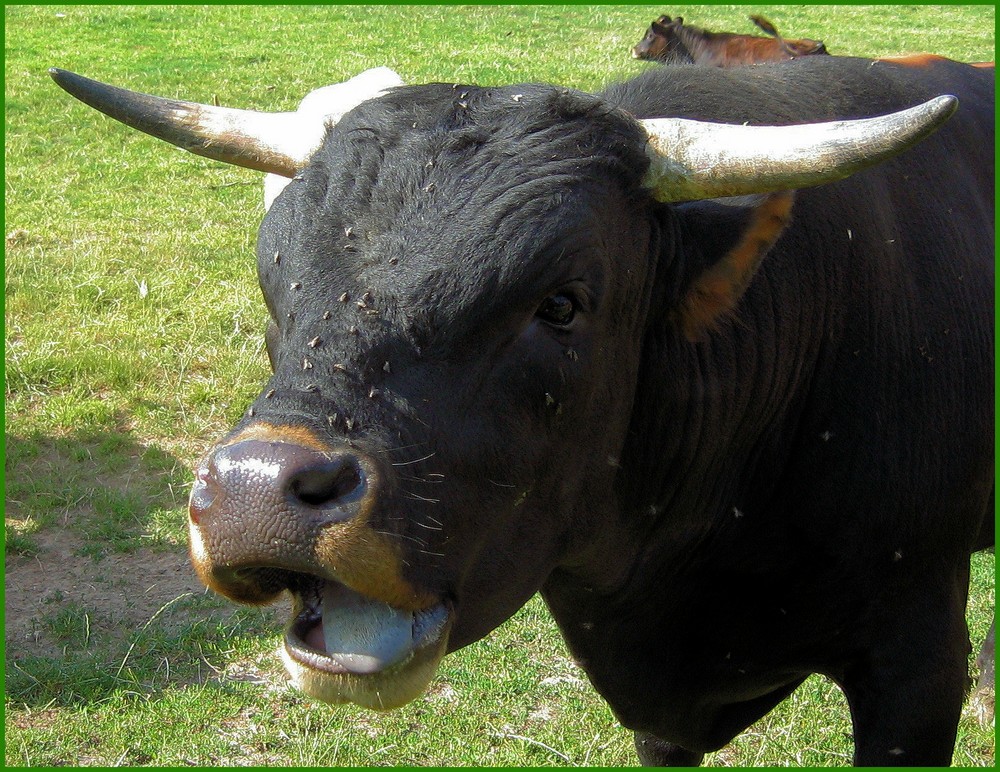 Der Bulle Foto & Bild | tiere, haustiere, nutztiere Bilder auf ...