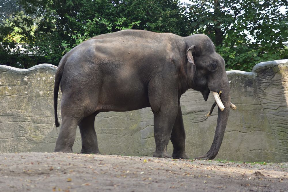 der Bulle Foto & Bild | sommer, hamburg, natur Bilder auf fotocommunity