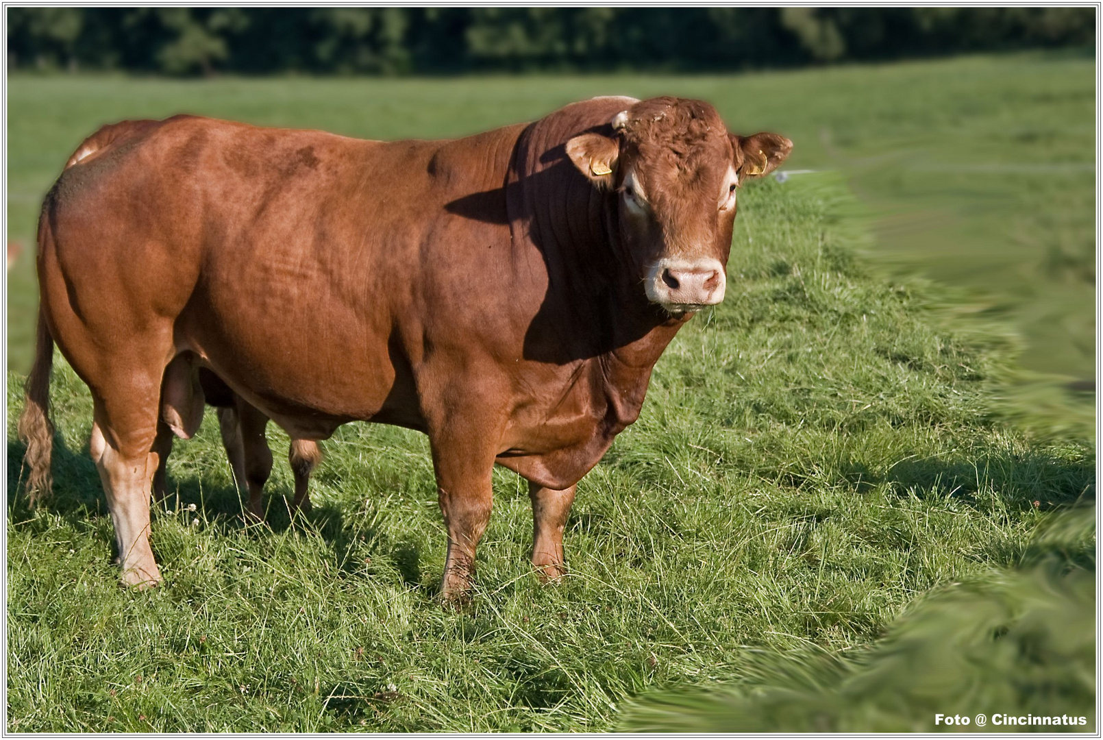 der Bulle .... Limousin Foto & Bild | tiere, haustiere, sonstige Bilder ...