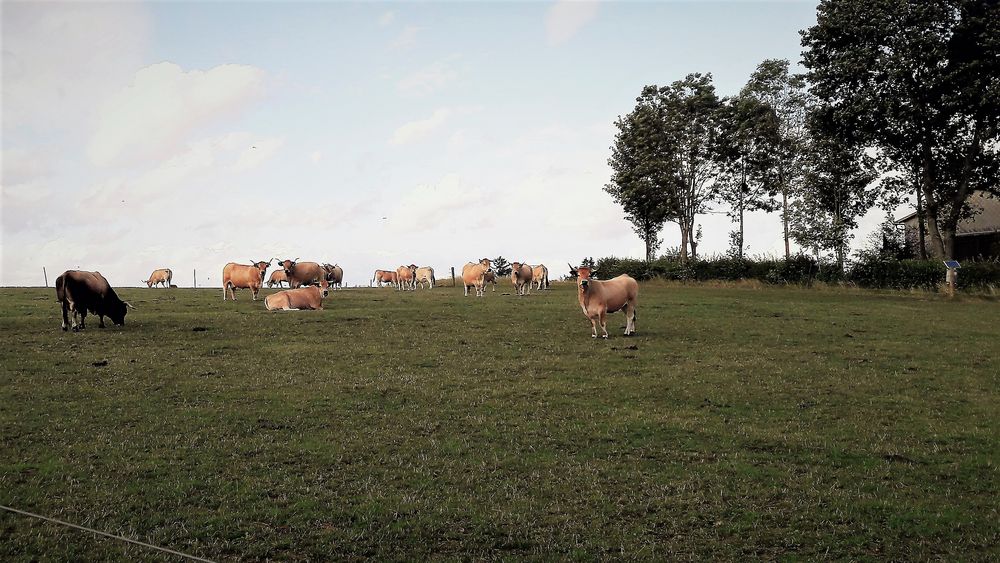 Der Bulle mit seinen Kühen auf der Weide Foto & Bild | outdoor, natur ...