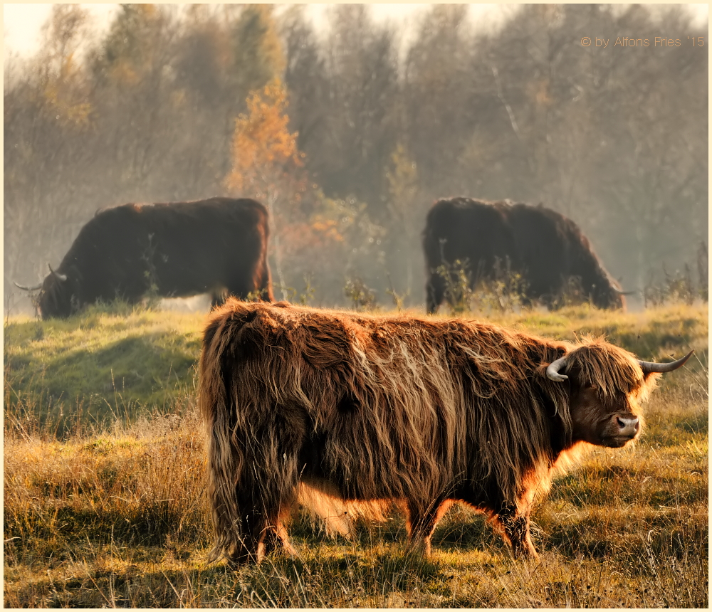 Der Bulle vom Dosenmoor Foto & Bild | tiere, haustiere, nutztiere ...