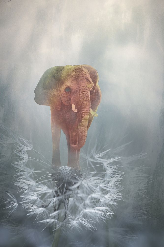 Der bunte Elefant Foto & Bild | fotomontage, fantasy mystery, surreal Bilder auf fotocommunity