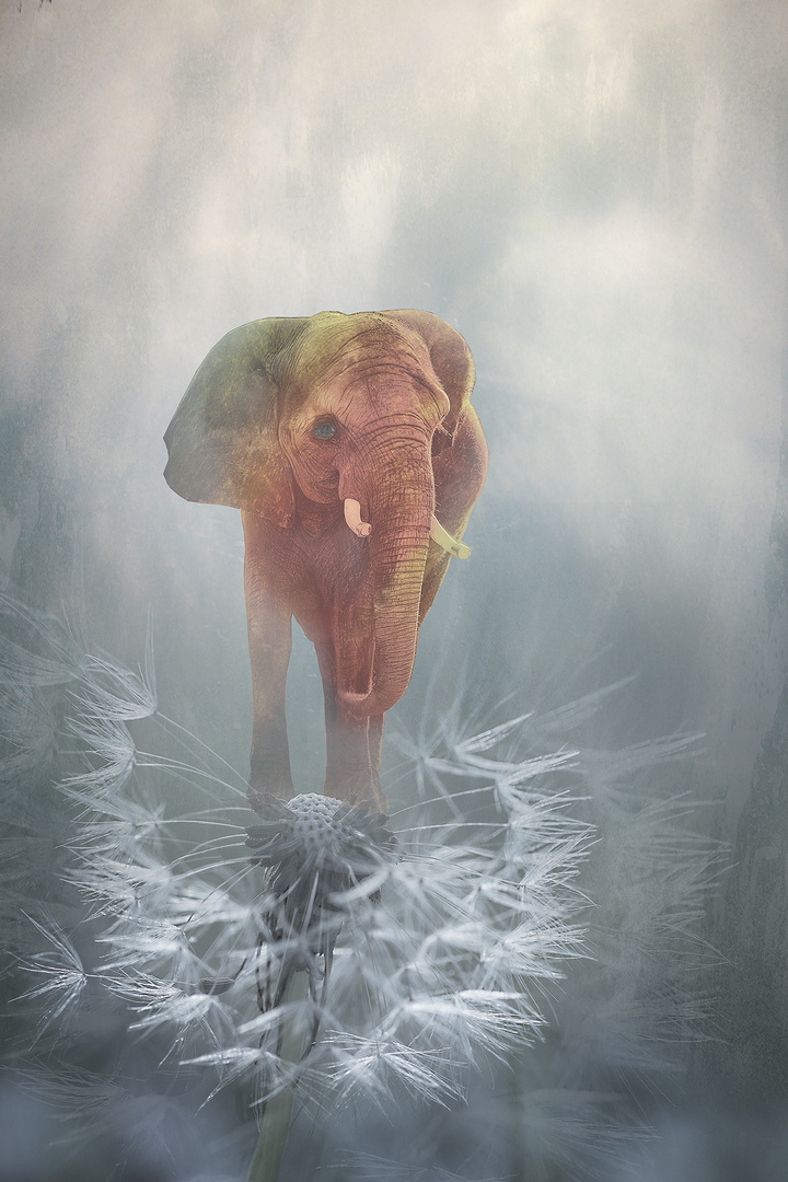 Der bunte Elefant Foto & Bild | fotomontage, fantasy mystery, surreal Bilder auf fotocommunity